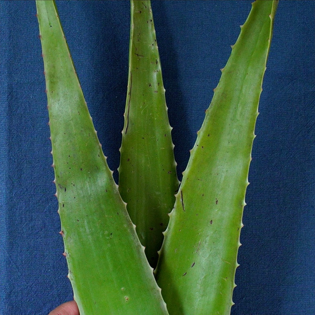 Aloe Vera 101 | Tastemade