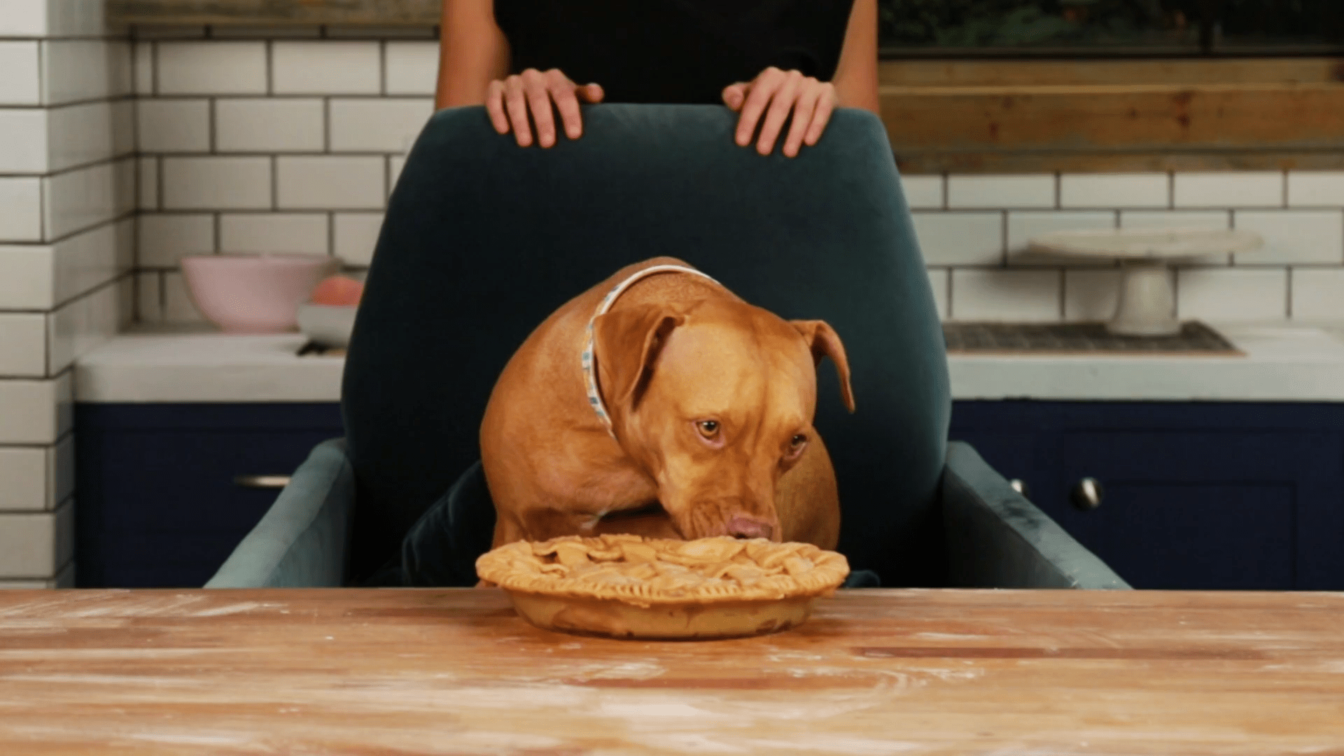 Apple Pie for Dogs | Tastemade