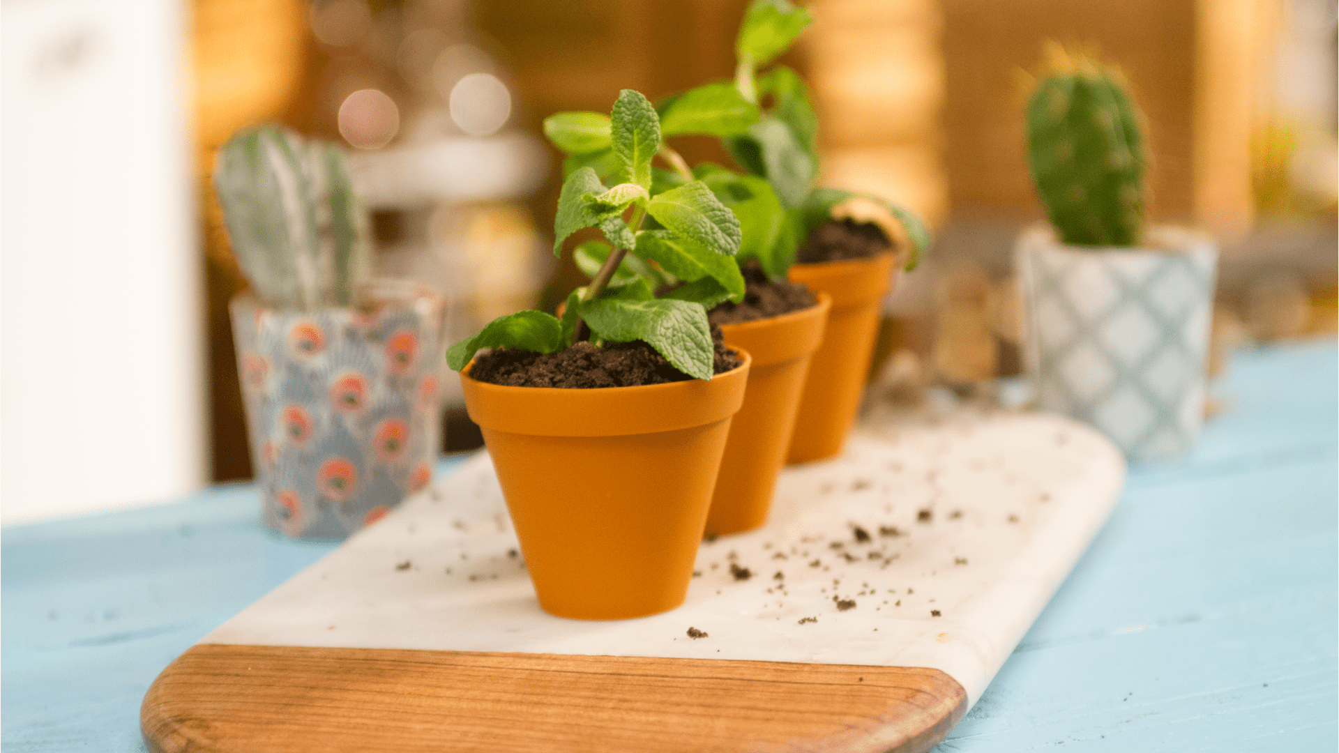 Chocolate Mousse Flower Pot | Tastemade